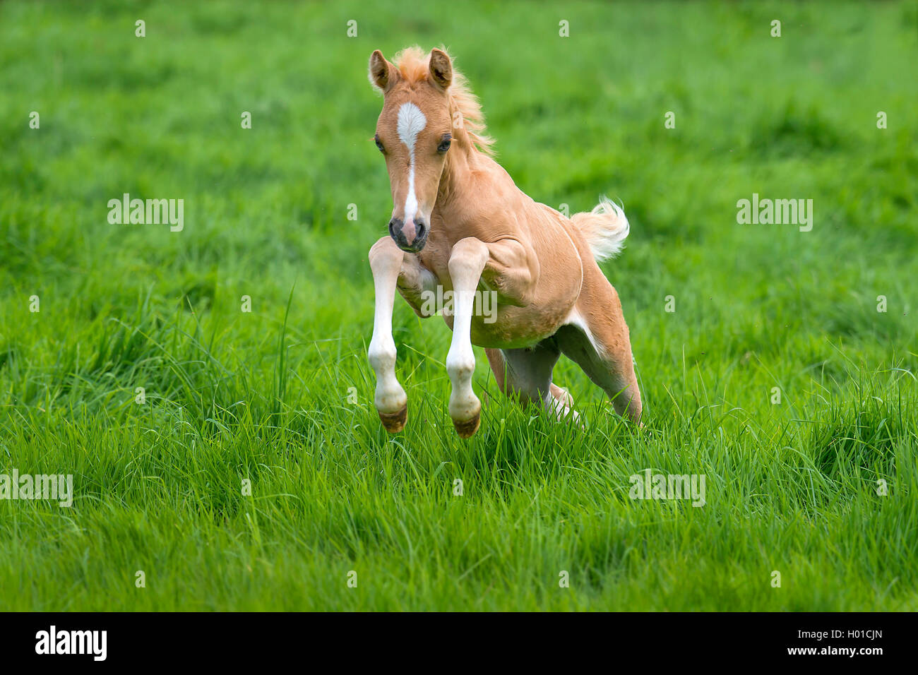 Baby Horses Playing