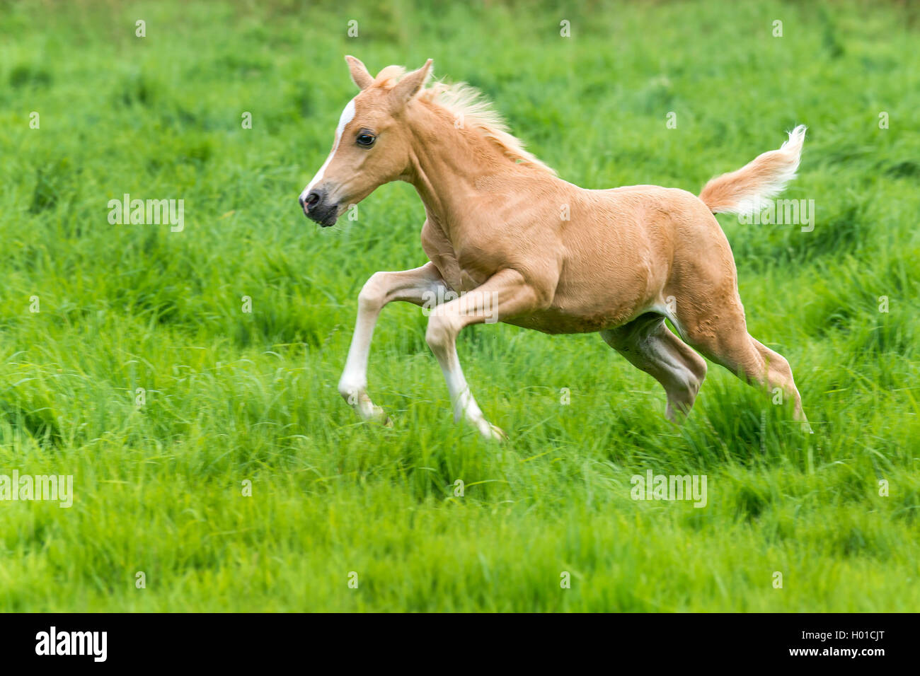 Welsh and cob pony (Equus przewalskii f. caballus), galloping foal in a ...