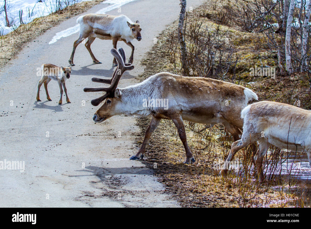 European reindeer, European caribou (Rangifer tarandus tarandus ...