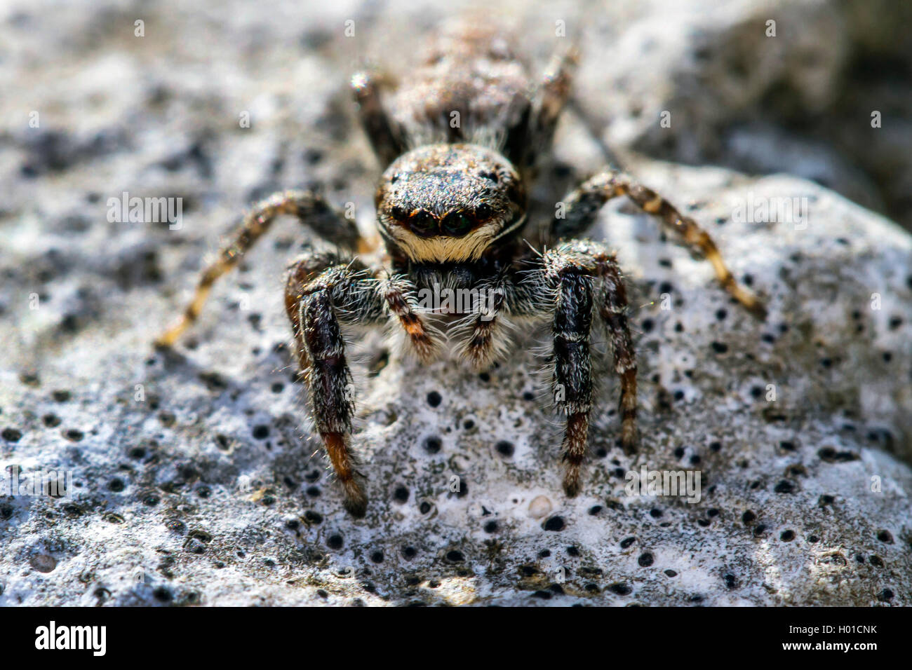 jumping spider (Marpissa muscosa, Marpissa rumpfii), on a stone covered ...