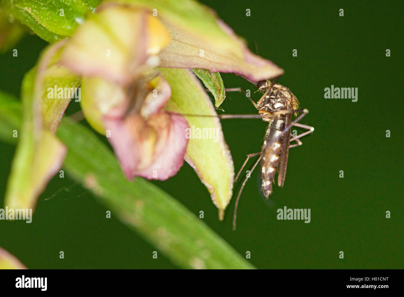 Banded house mosquito, Banded mosquito, Ring-footed gnat (Culiseta ...