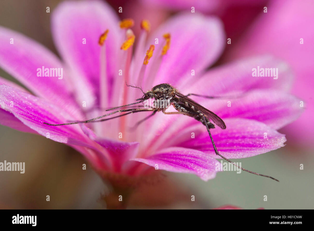 Banded house mosquito, Banded mosquito, Ring-footed gnat (Culiseta ...