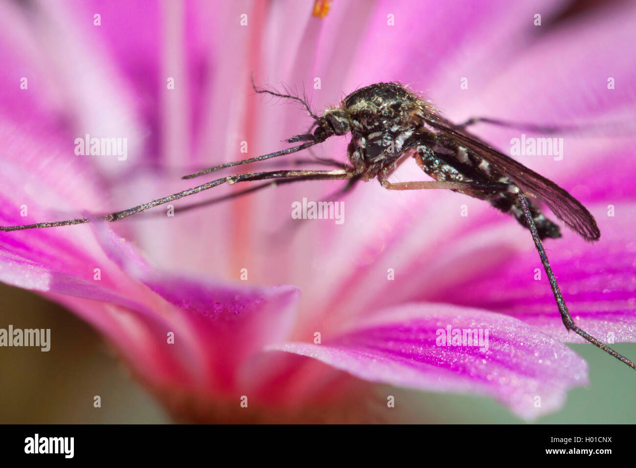 Banded house mosquito, Banded mosquito, Ring-footed gnat (Culiseta ...