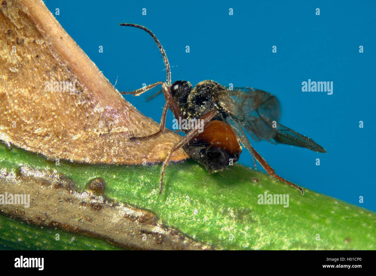 Rose gall wasps hi-res stock photography and images - Alamy