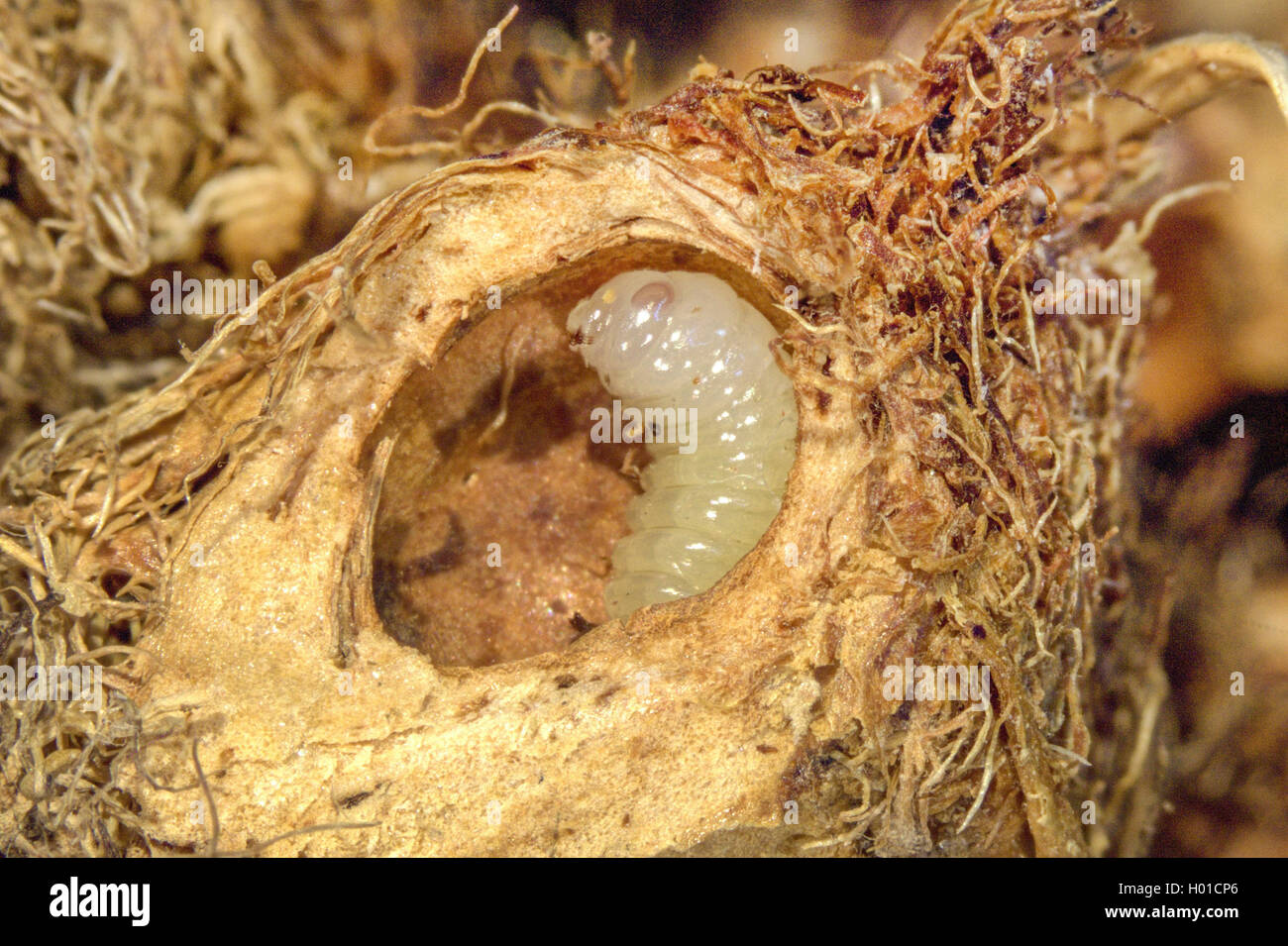 mossy rose gall wasp, bedeguar gall wasp (Diplolepis rosae), rose gall ...