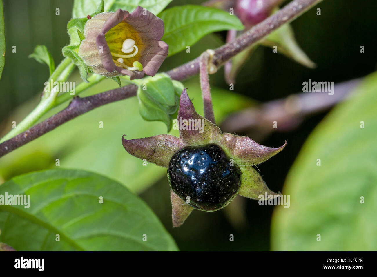 Deadly nightshade plant hi-res stock photography and images - Alamy