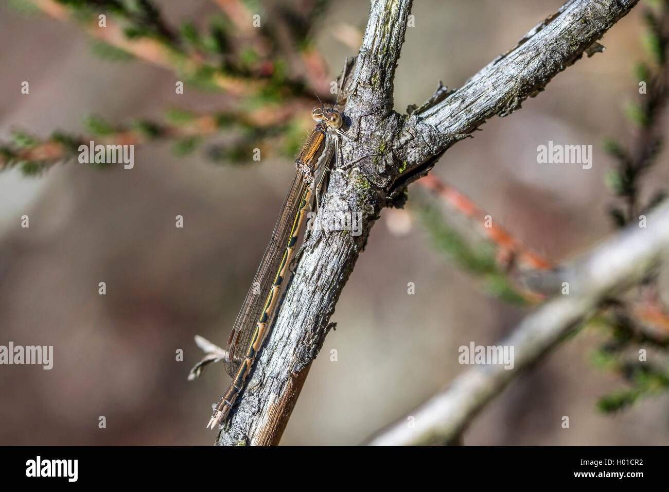 Siberian winter damselfly (Sympecma annulata, Sympecma paedisca), rests ...