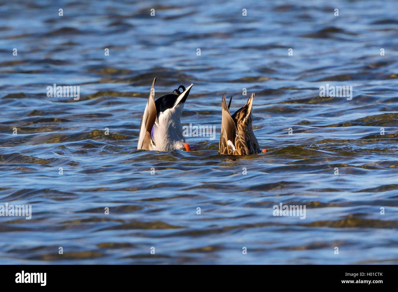 mallard (Anas platyrhynchos), dabbling mallards, Germany, Mecklenburg ...