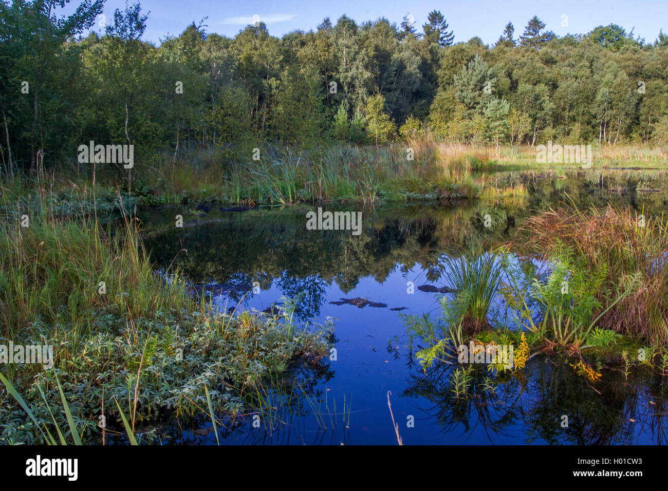 Horster Moor at the Teufelsmoor Sanitz in the morning, Germany ...