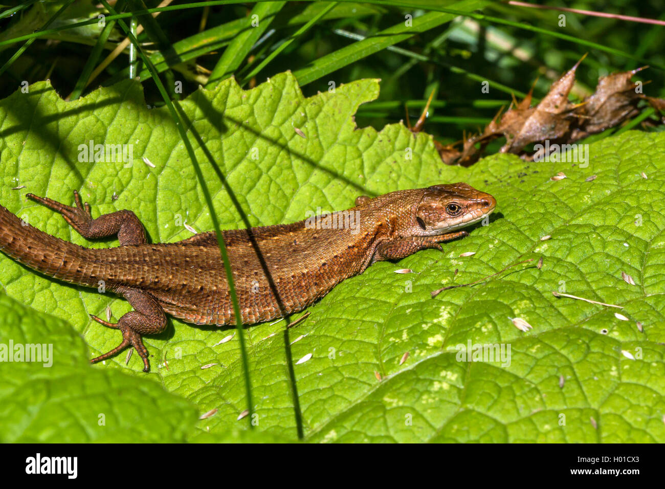 viviparous lizard, European common lizard (Lacerta vivipara, Zootoca ...