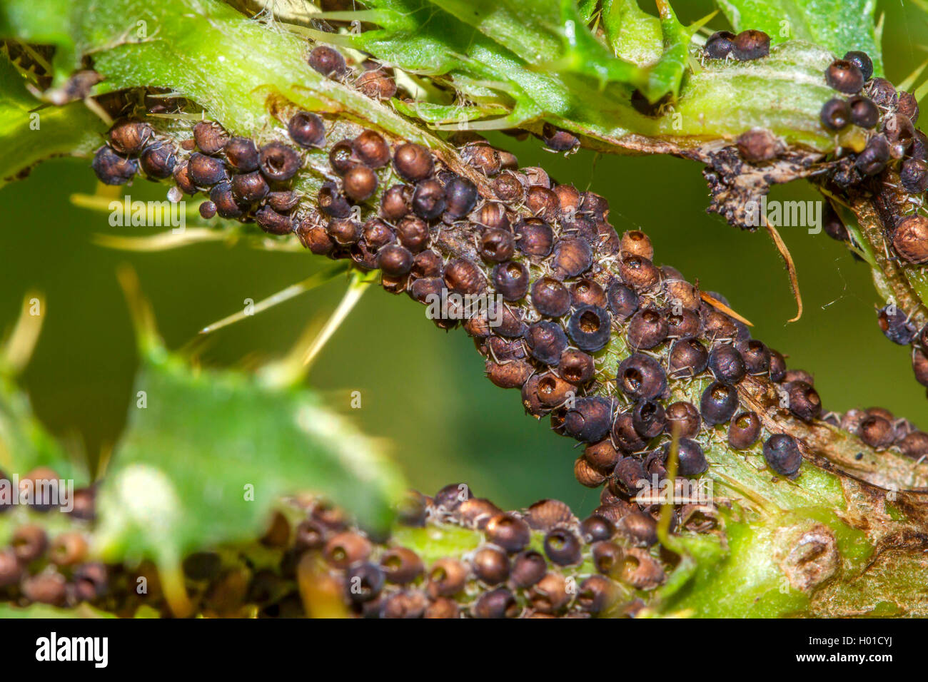 Scorpion Tailed Wasp