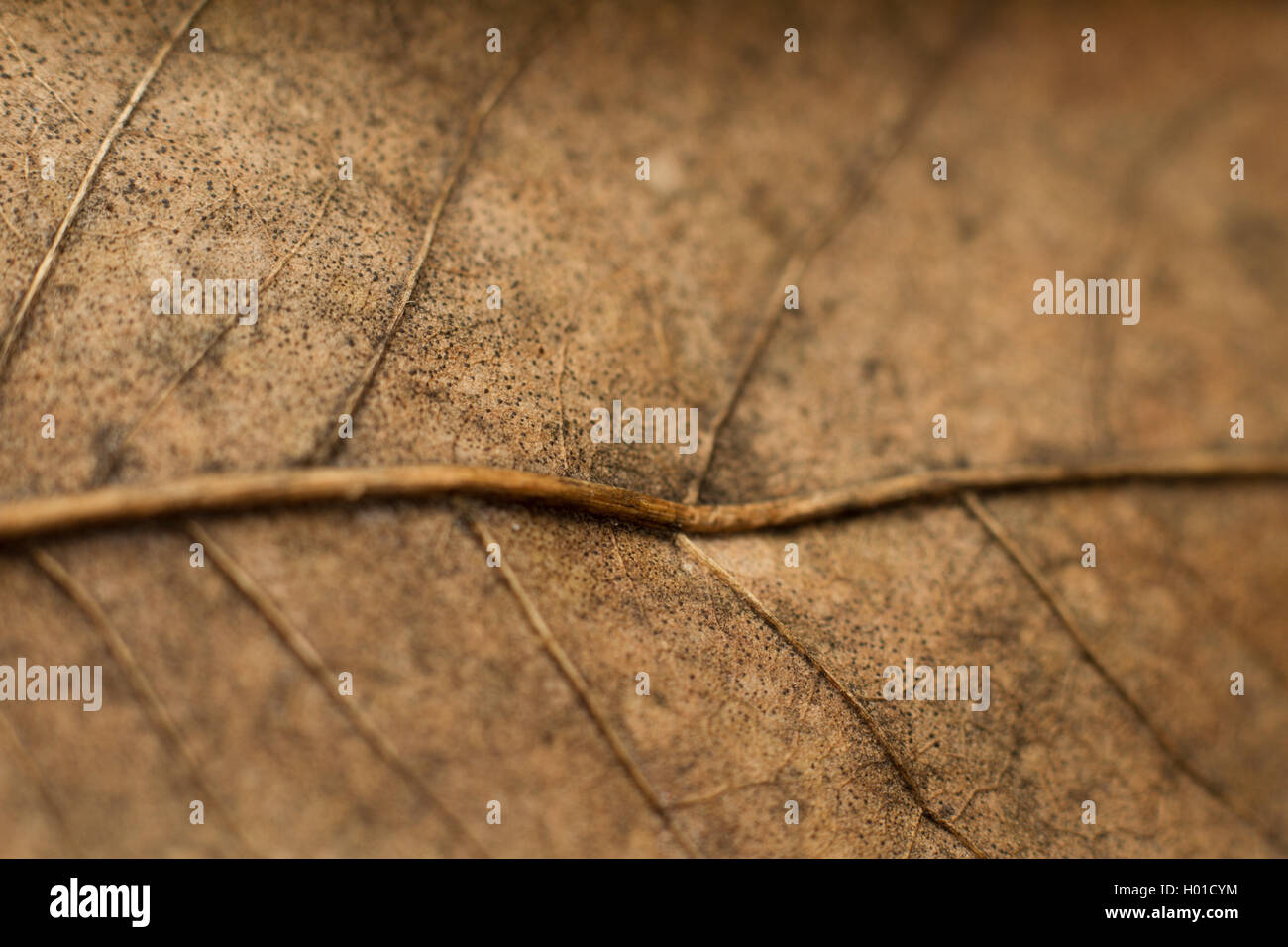 Fuego rojo hi-res stock photography and images - Alamy