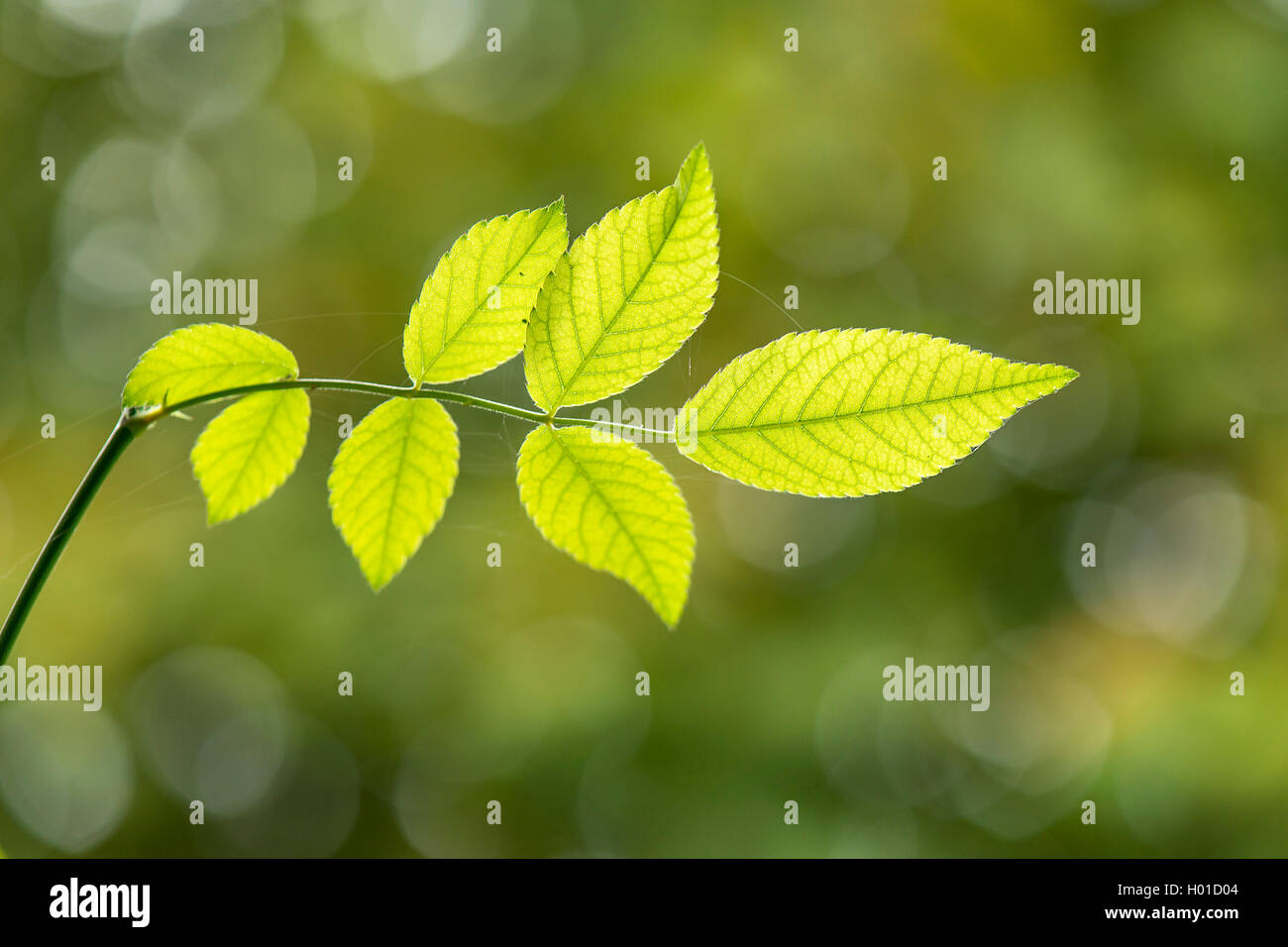 ornamental rose (Rosa spec.), rose leaf in backlight, Germany, North ...