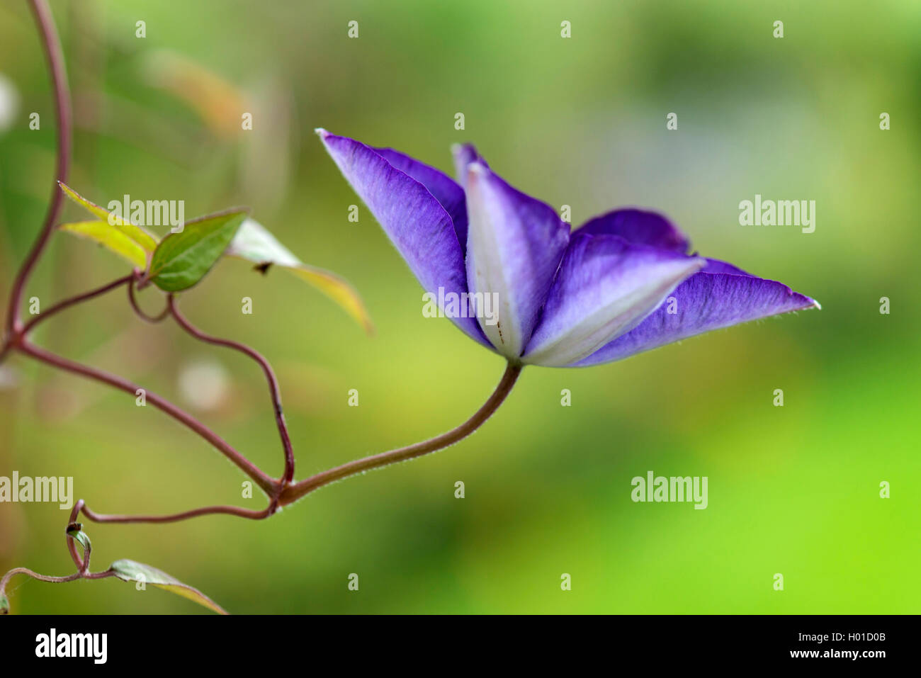 clematis, virgins-bower (Clematis spec.), violet flower Stock Photo - Alamy