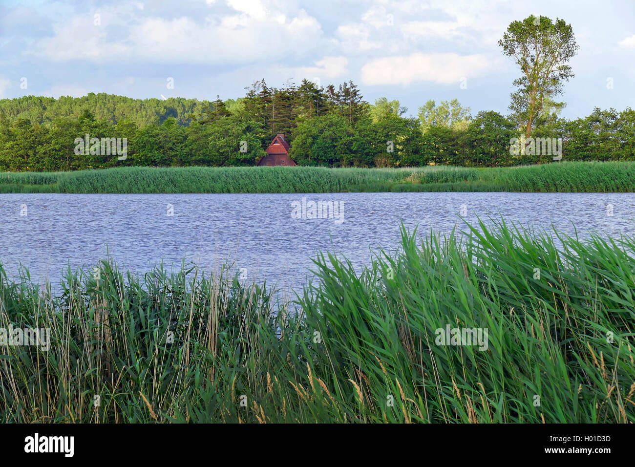 Native Riverbank Nature Flora High Resolution Stock Photography and ...