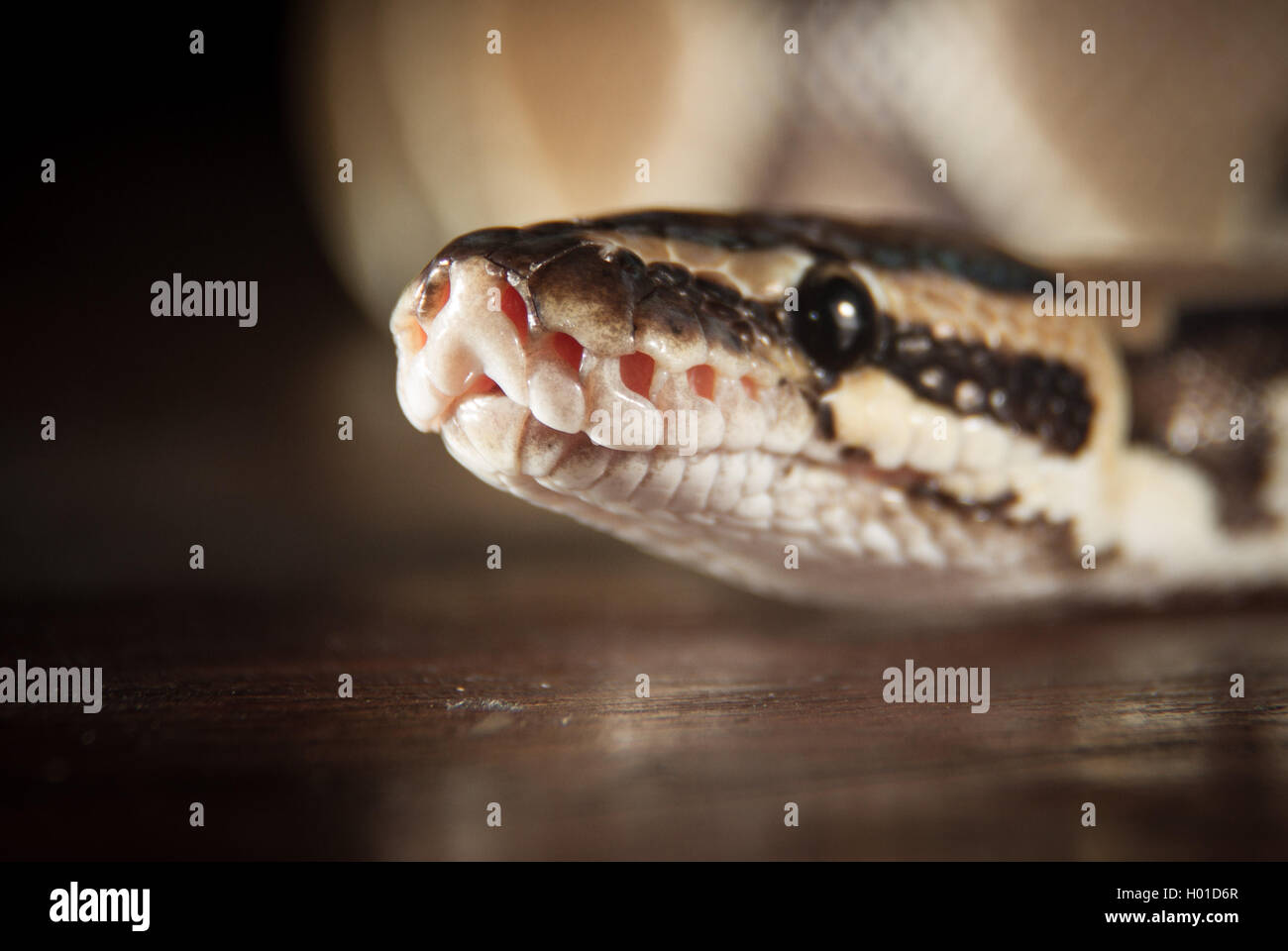 Ball python close-up Stock Photo - Alamy