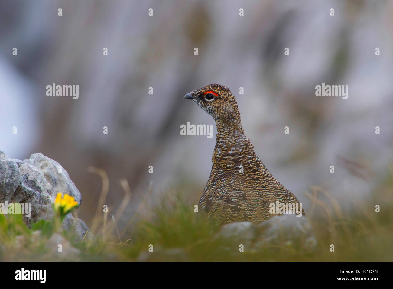 Mountain chicken hi-res stock photography and images - Alamy