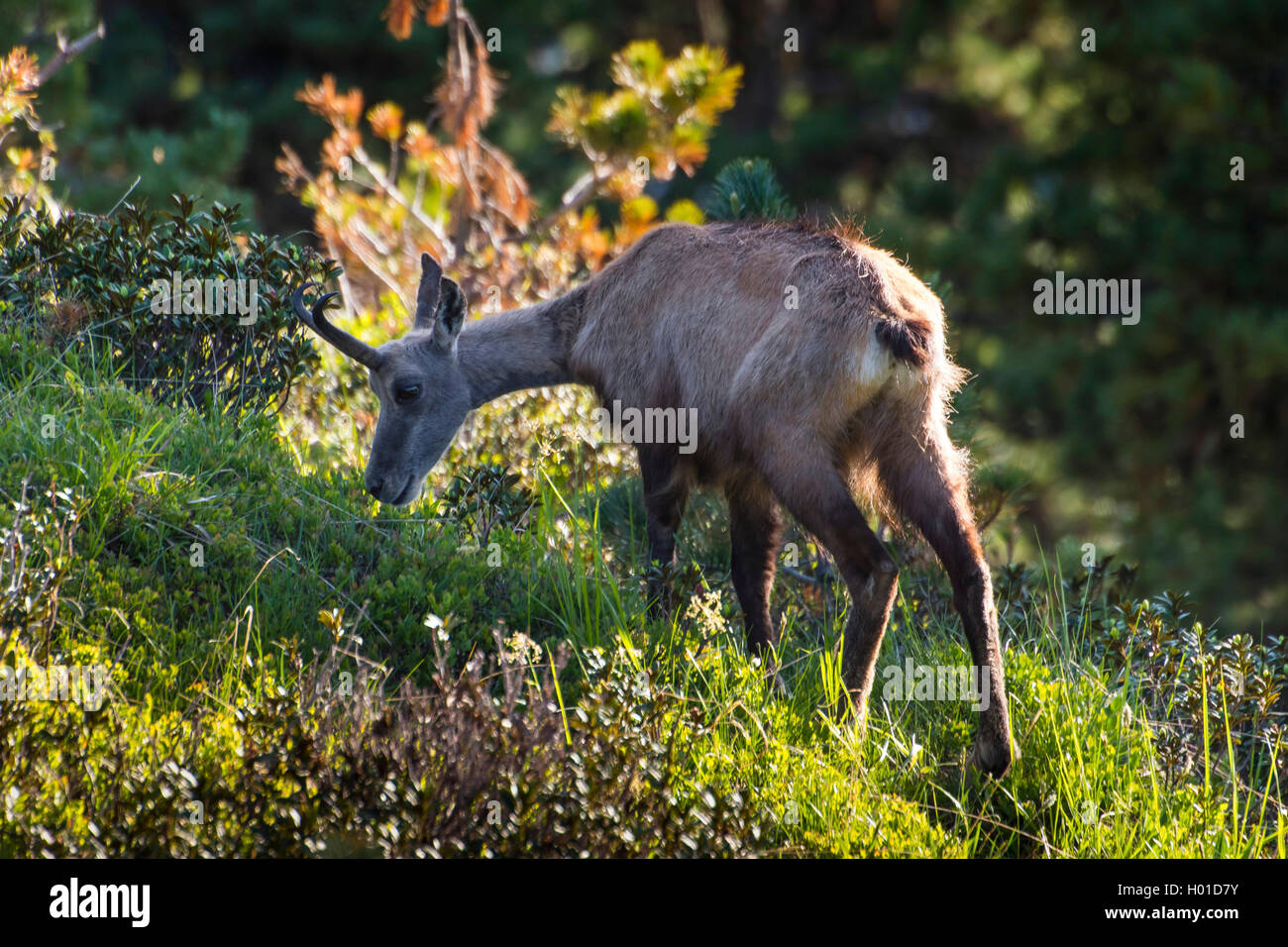 Gaemse, Gemse, Gamswild (Rupicapra rupicapra), bei der Nahrungssuche in ...