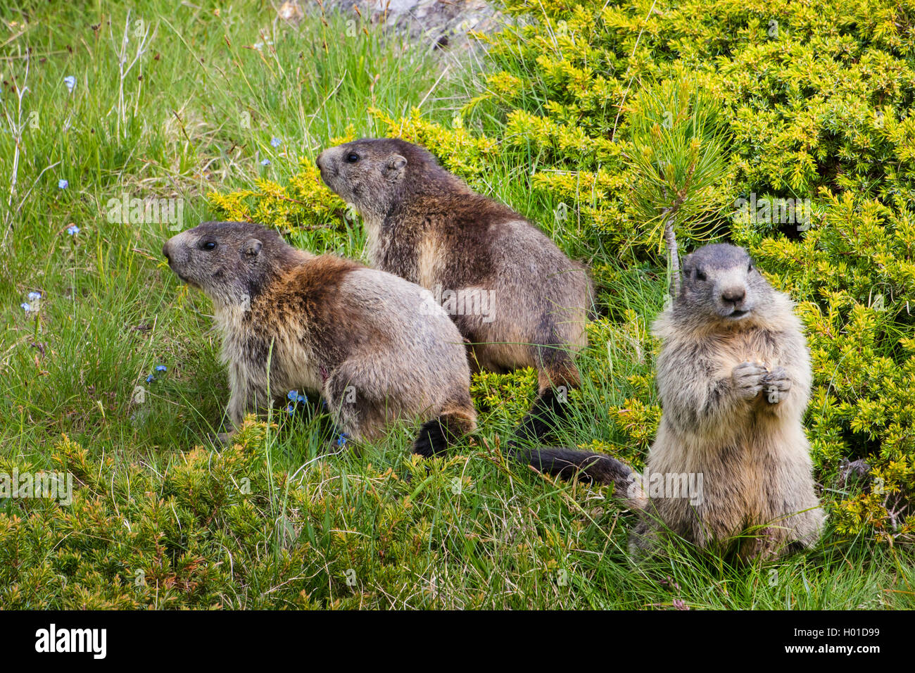 alpine marmot (Marmota marmota), three young marmots feed and play in an alpine meadow ...