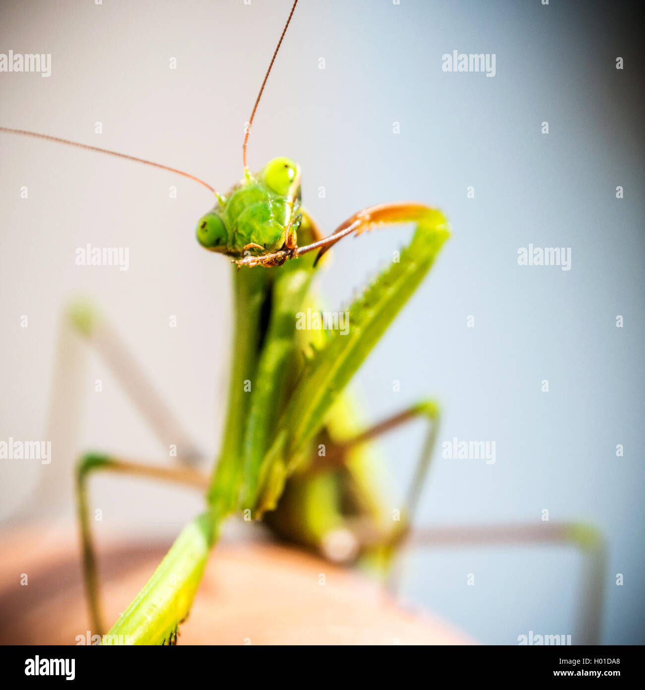 closeup of green mantis on blue outdoor natural background laying on ...