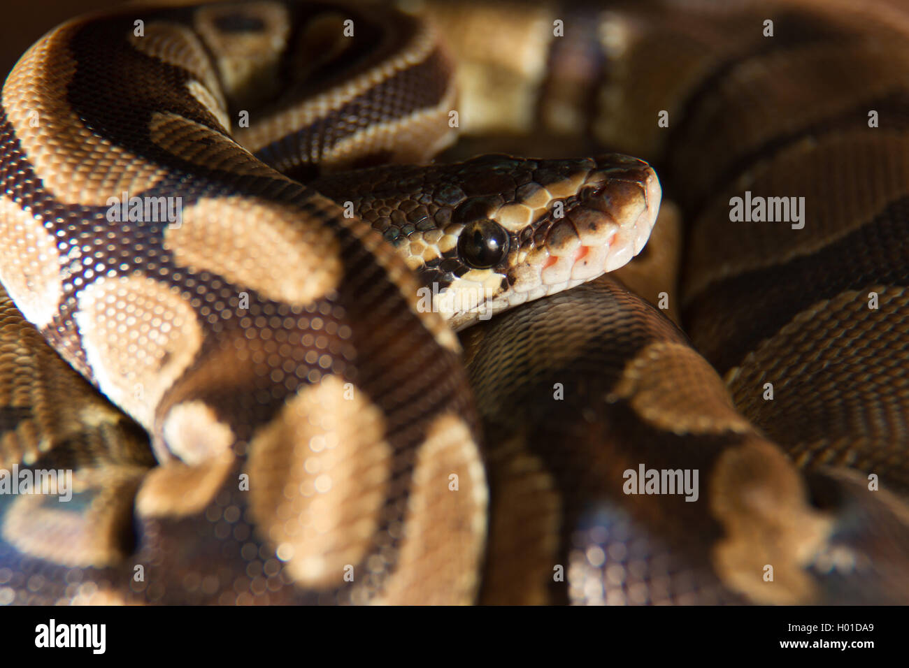 Ball python close-up Stock Photo - Alamy