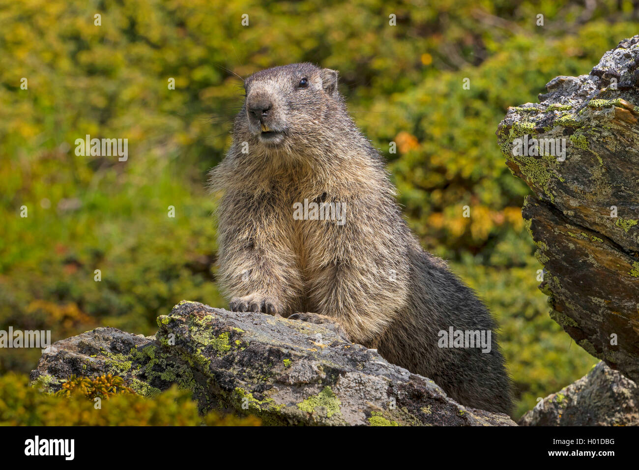 Marmots sunbathing hi-res stock photography and images - Alamy