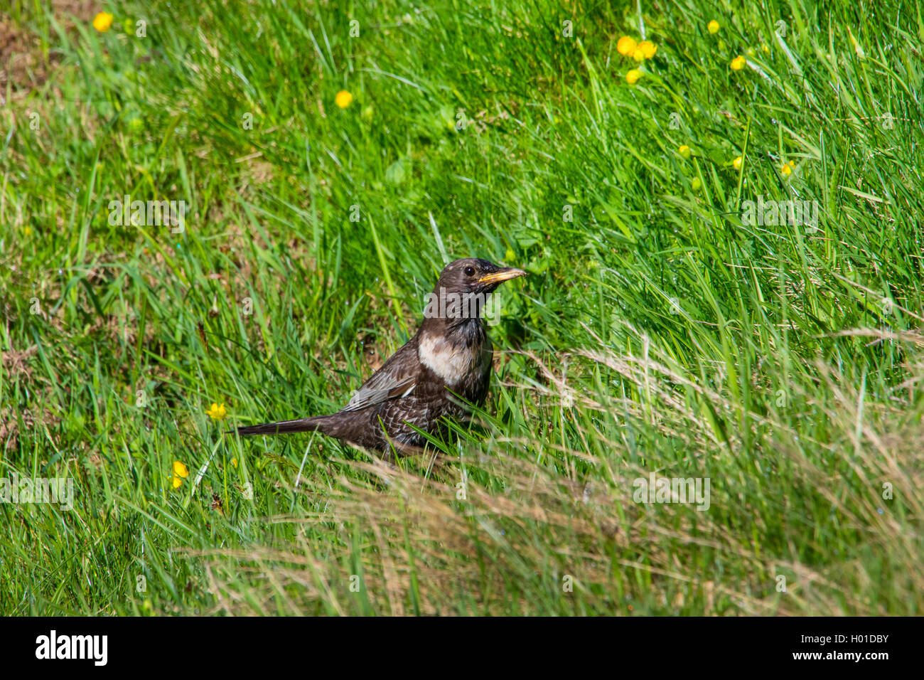 Ringdrossel, Ring-Drossel (Lanioturdus torquatus, Turdus torquatus), in ...
