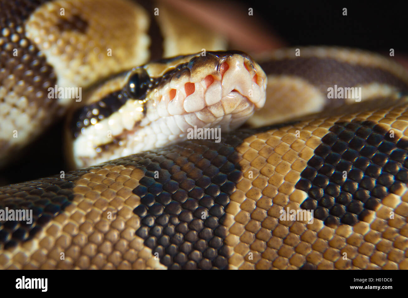 Ball python close-up Stock Photo - Alamy