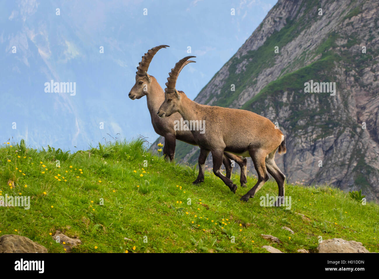 Alpine ibex (Capra ibex, Capra ibex ibex), two ibexes stand in an ...