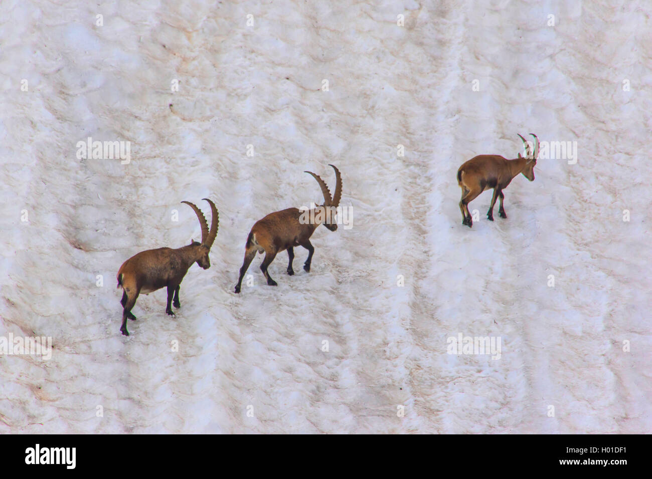 Alpine ibex (Capra ibex, Capra ibex ibex), three ibexes cross a steep ...