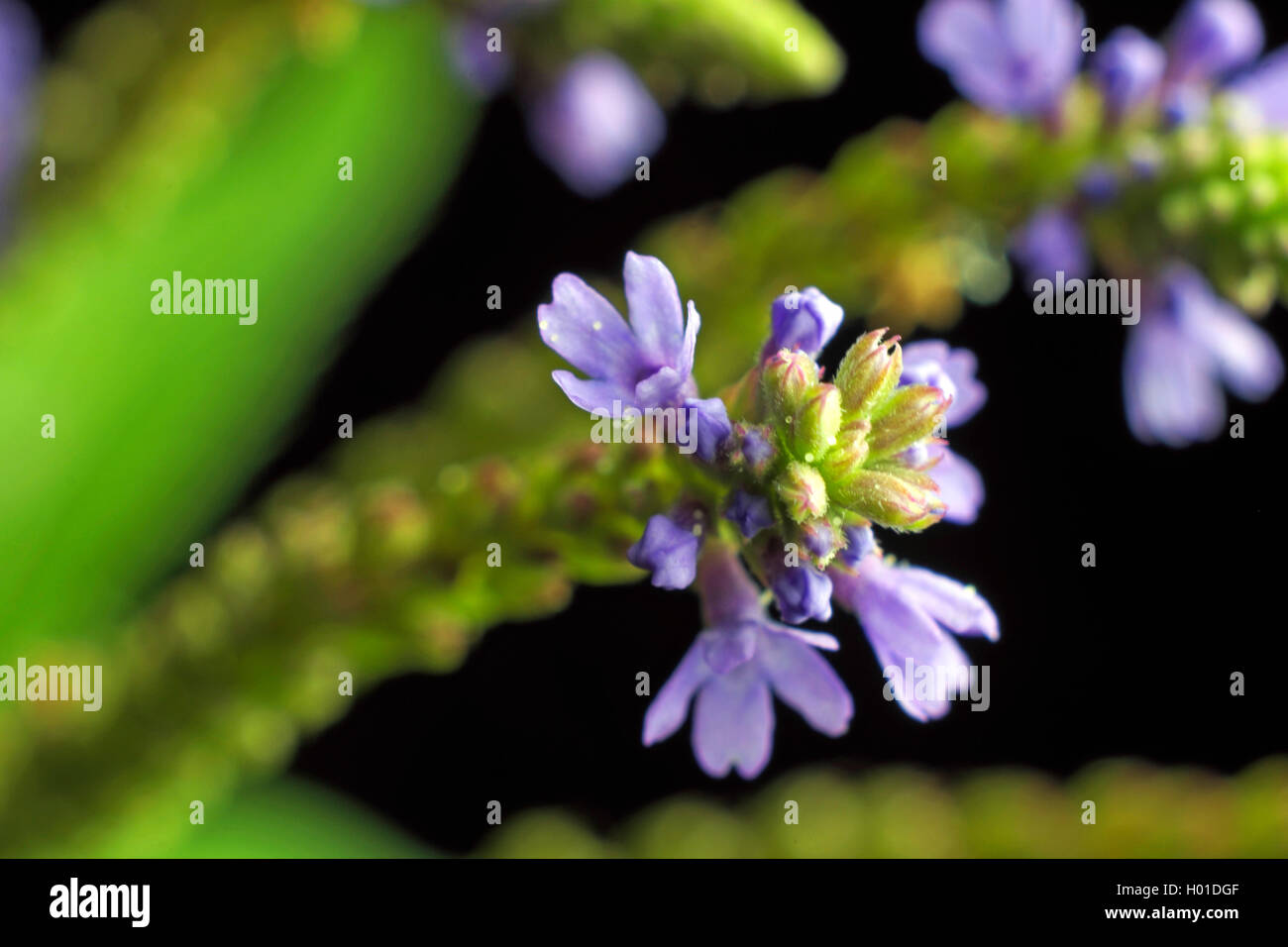 blue vervain (Verbena hastata), inflorescence in front of black ...