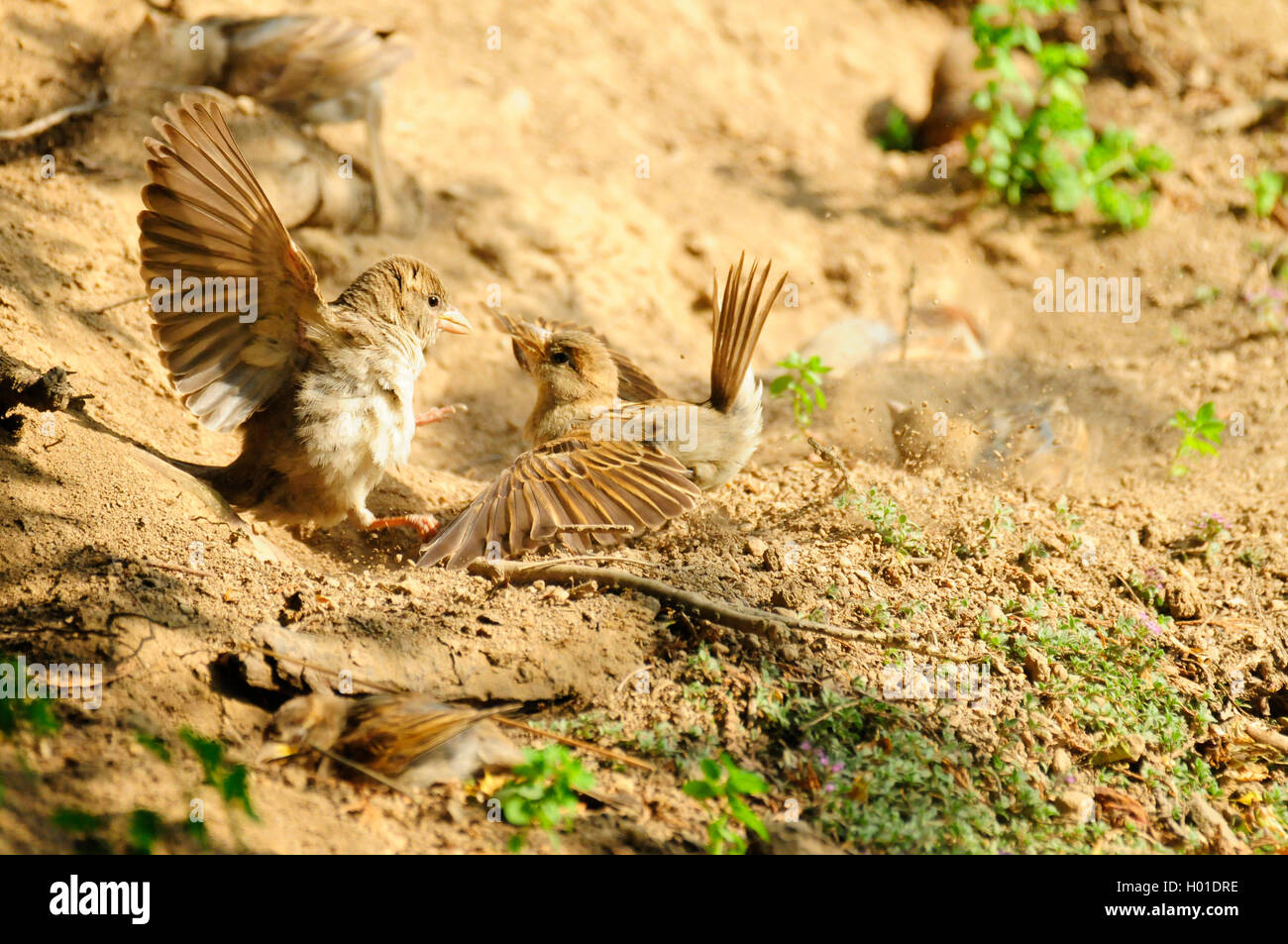 Sparrow Bird Dust Bathing High Resolution Stock Photography and Images ...