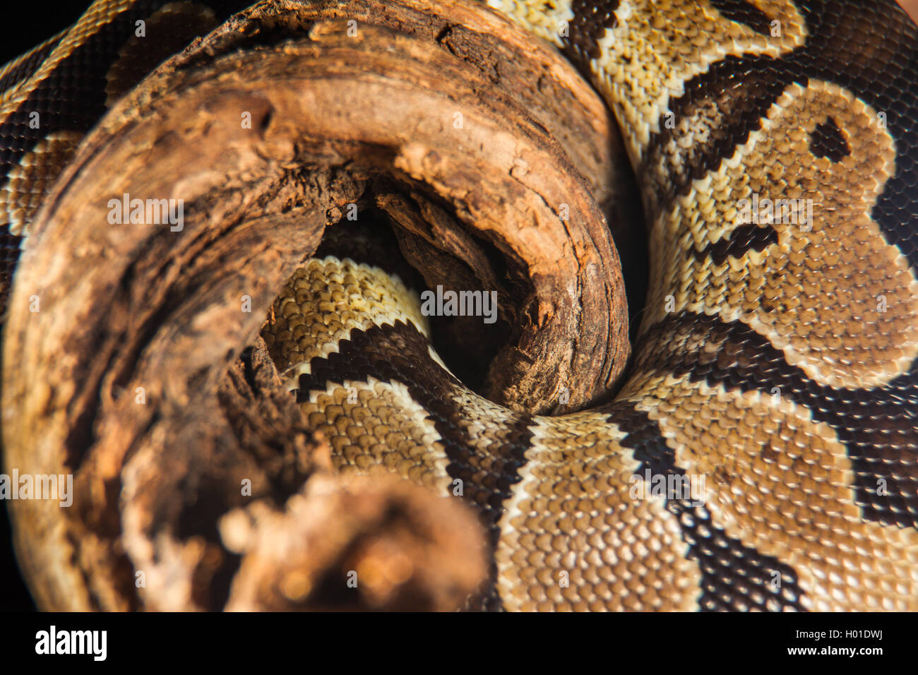 Ball python snake in a spiral pose Stock Photo - Alamy