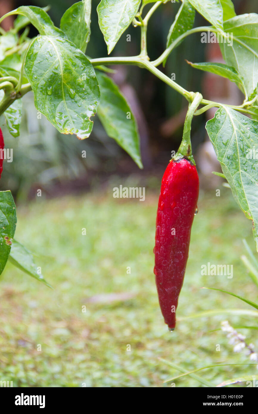 Capsicum annuum cayenne pepper hi-res stock photography and images - Alamy