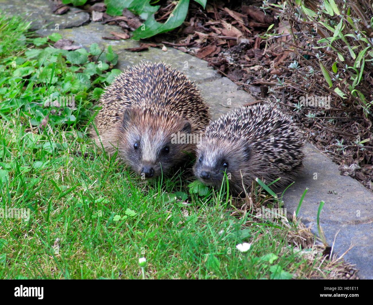 Zwei tiere hi-res stock photography and images - Alamy