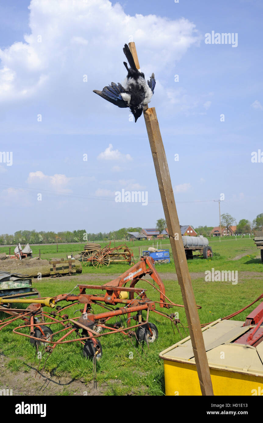 Jackdaw House High Resolution Stock Photography and Images - Alamy