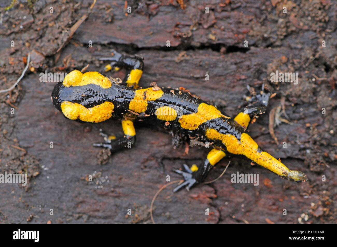 Baby Fire Salamander
