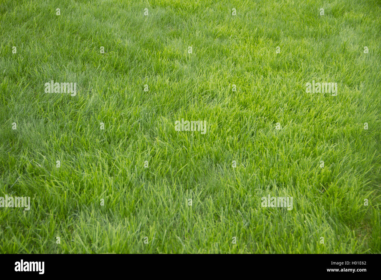 Long herb hi-res stock photography and images - Alamy