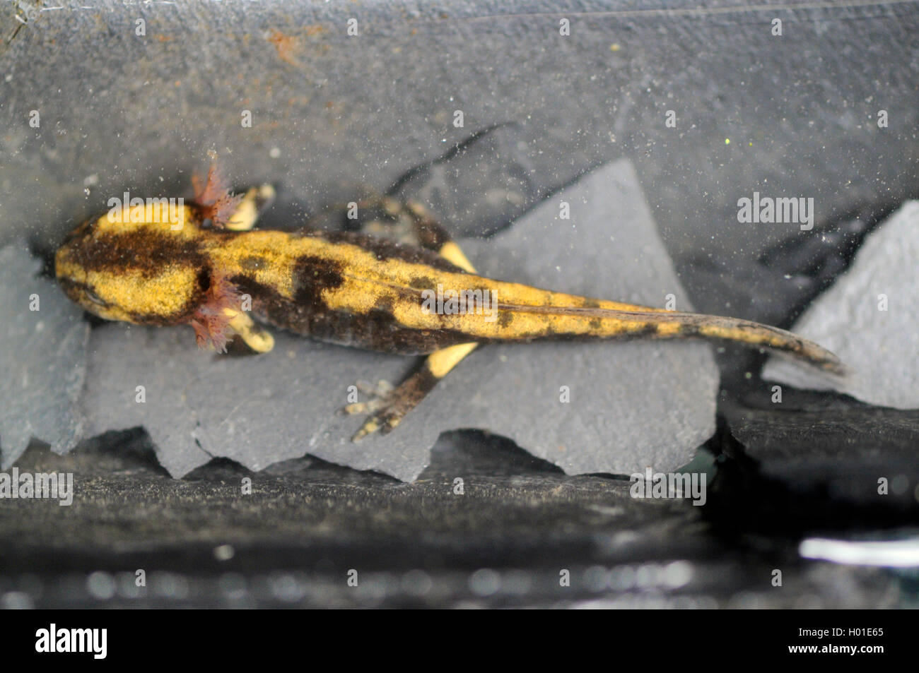 Neotenic hi-res stock photography and images - Alamy