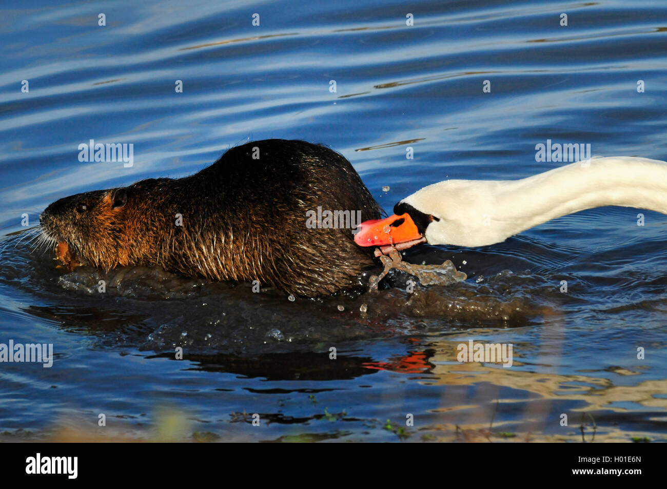 Mute swan invasive species hi-res stock photography and images - Alamy