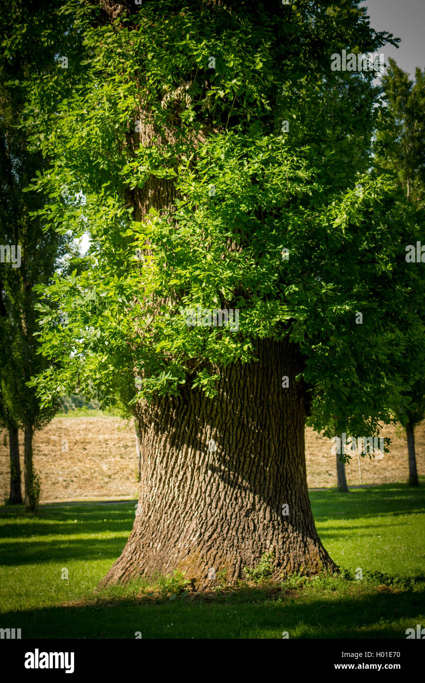 Big Oak Tree Trunk
