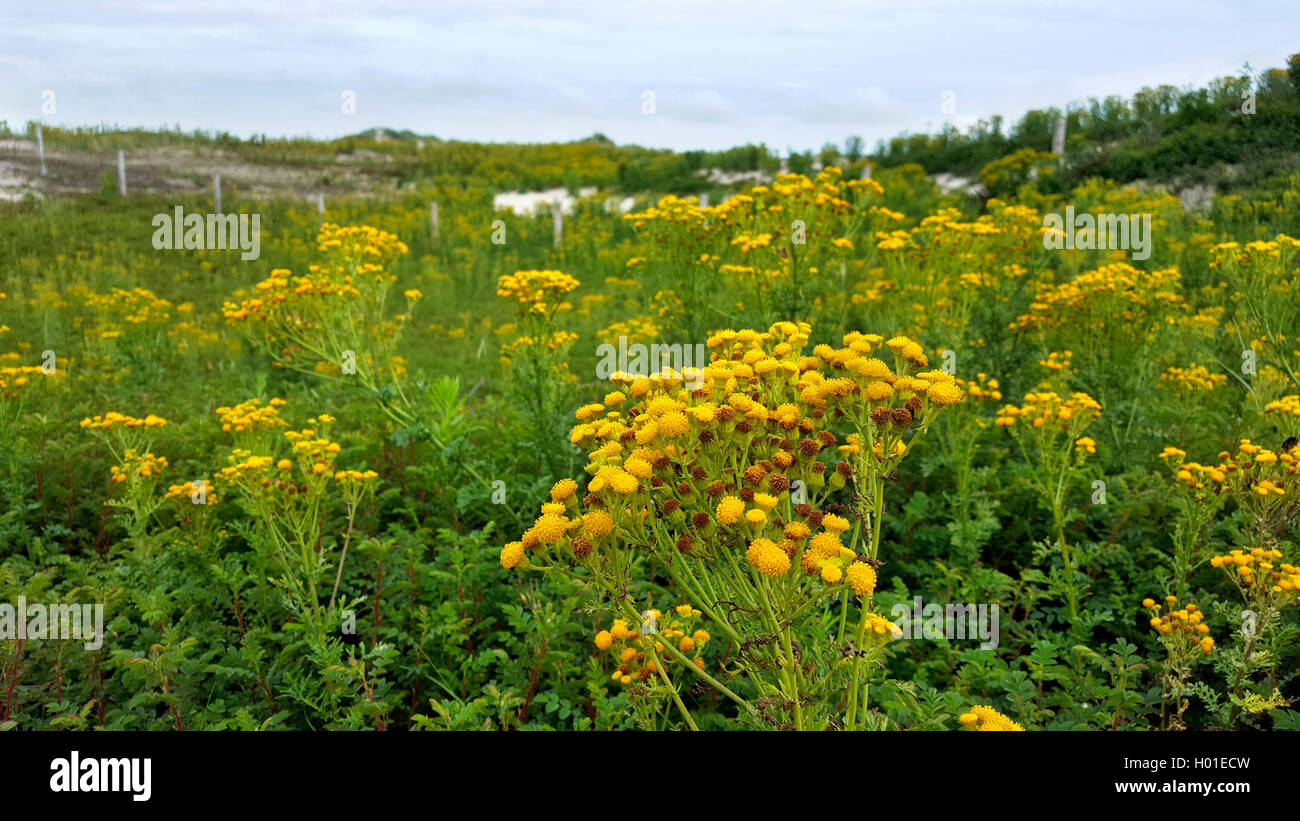 Common ragwort, Stinking willie, Tansy ragwort, Tansy ragwort (Senecio ...