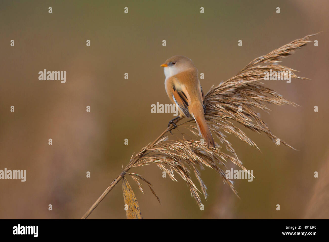 Bearded reedling, Babblers Bearded Tit (Panurus biarmicus), female ...