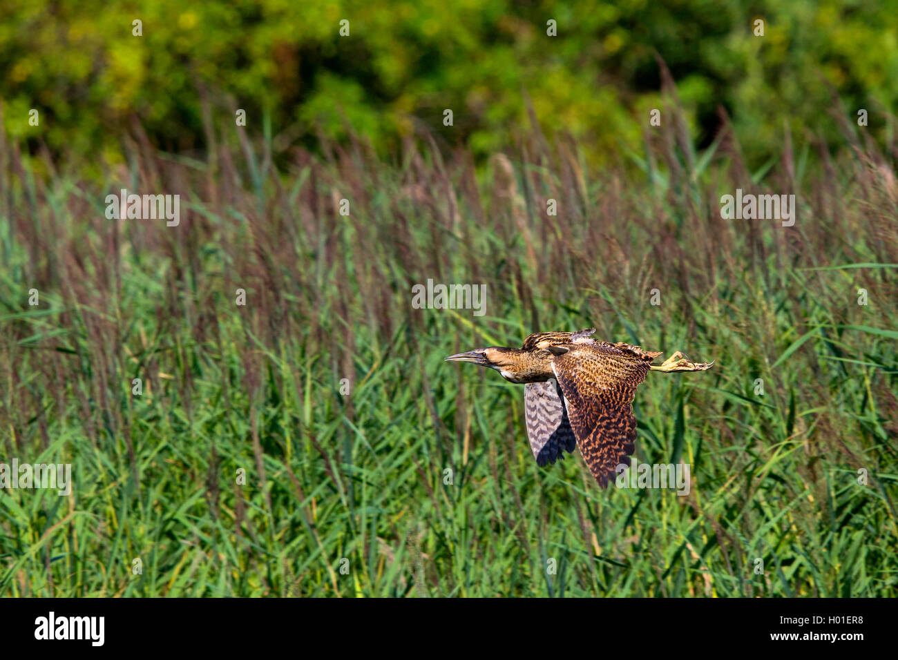 Eurasian bittern (Botaurus stellaris), in flight over cattail, side ...