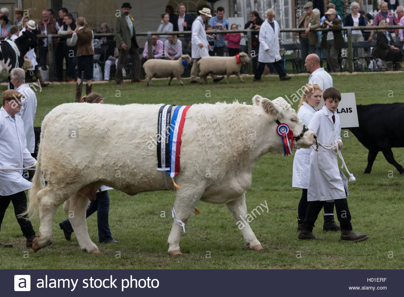 Prize Cow Stock Photos & Prize Cow Stock Images - Alamy