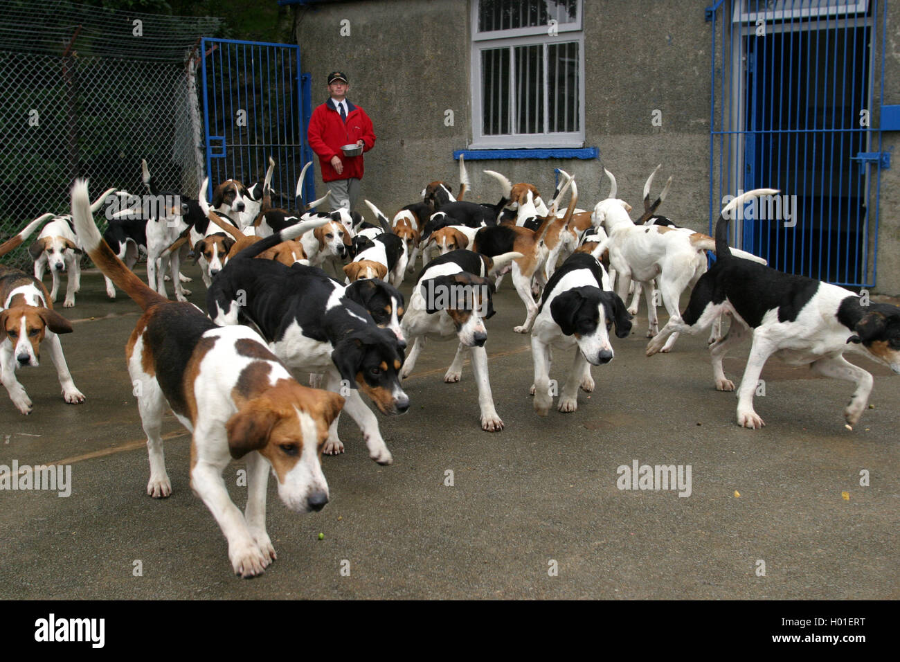 Barry Todhunter, Huntsman of the Blencathra Foxhounds at their kennels ...