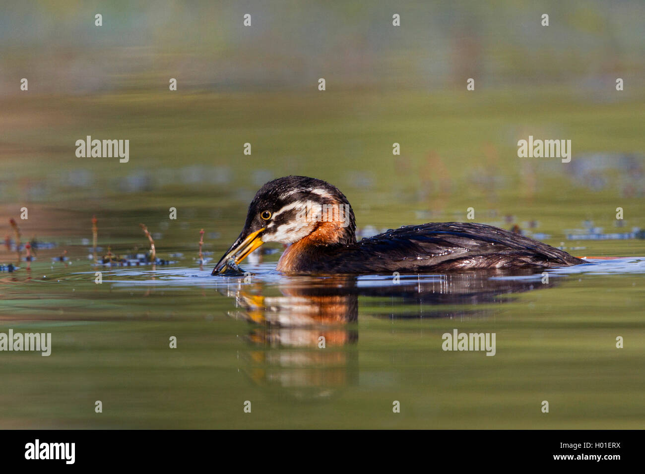 With captured stickleback hi-res stock photography and images - Alamy