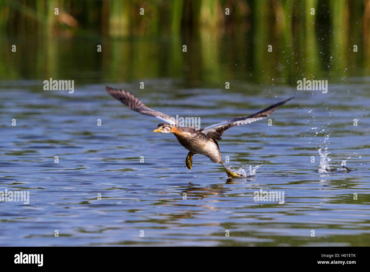 red-necked grebe (Podiceps grisegena), taking off, Germany Stock Photo ...