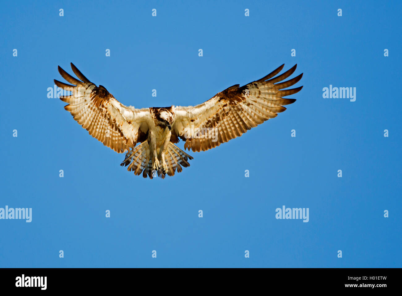 Fisch in der luft High Resolution Stock Photography and Images - Alamy
