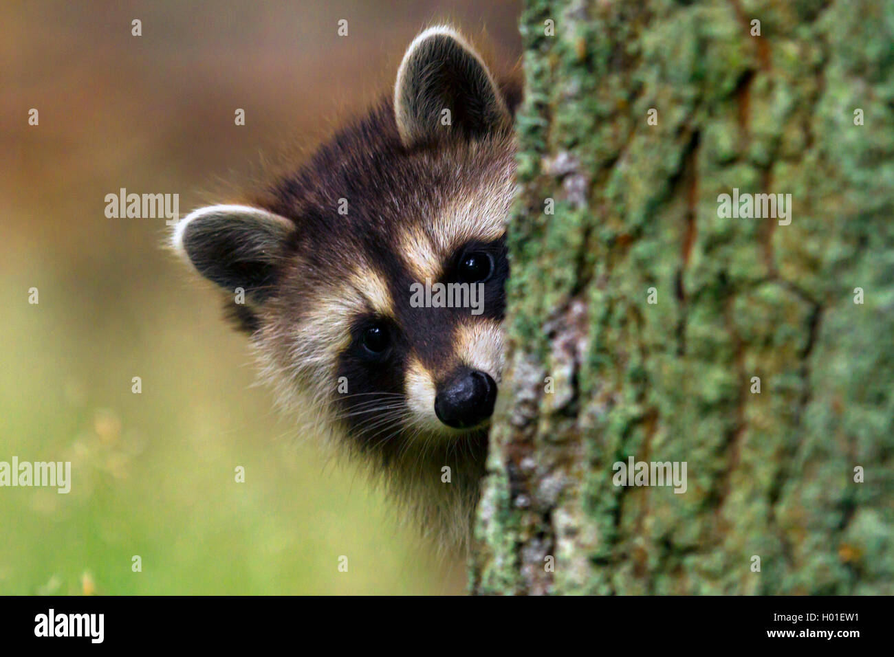 common raccoon (Procyon lotor), young raccoon looking out behind a tree ...